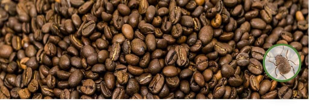 Coffee Beans - Insect Treatment